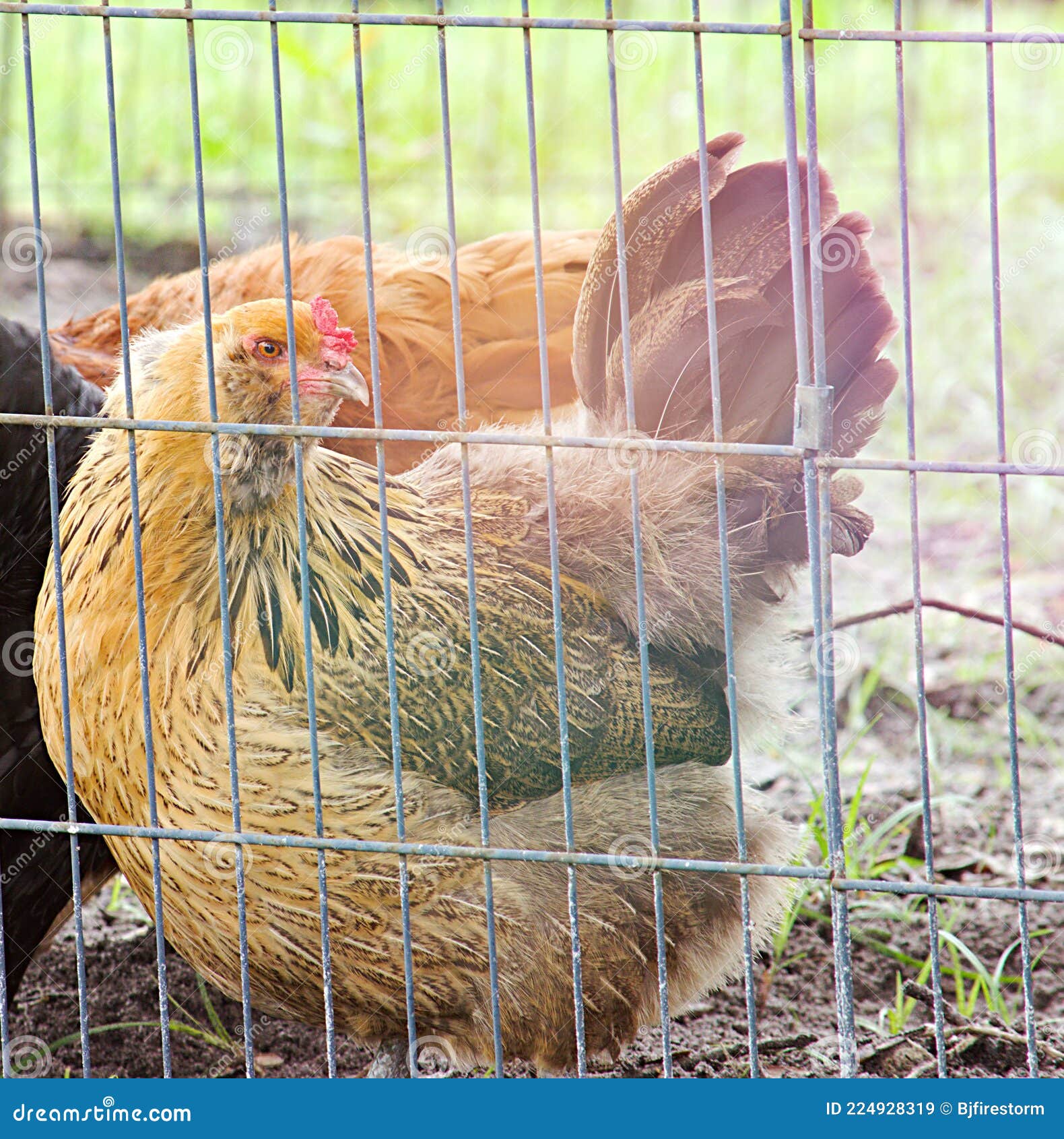 Easter Egger Chicken stock image. Image of bird, feather - 224928319