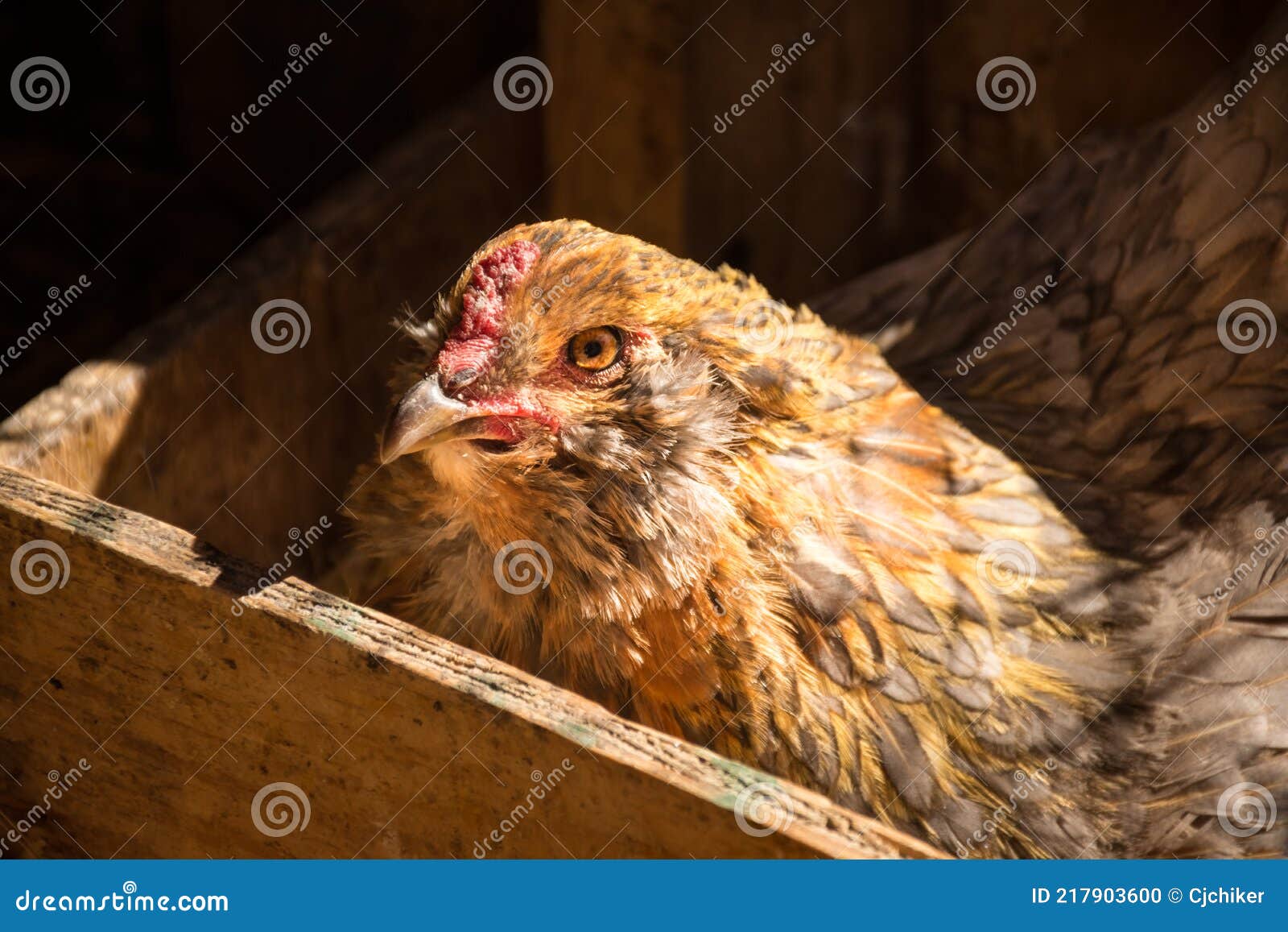 Easter Egger Chicken in Laying Box Nesting Stock Photo - Image of coop ...