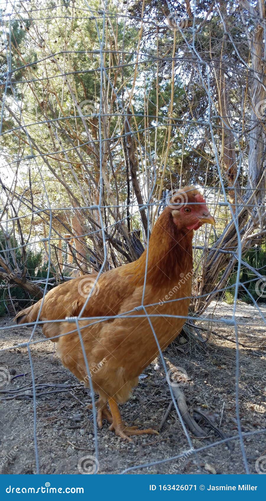 Easter Egger Hen Behind the Wire Stock Image - Image of easter, wire ...