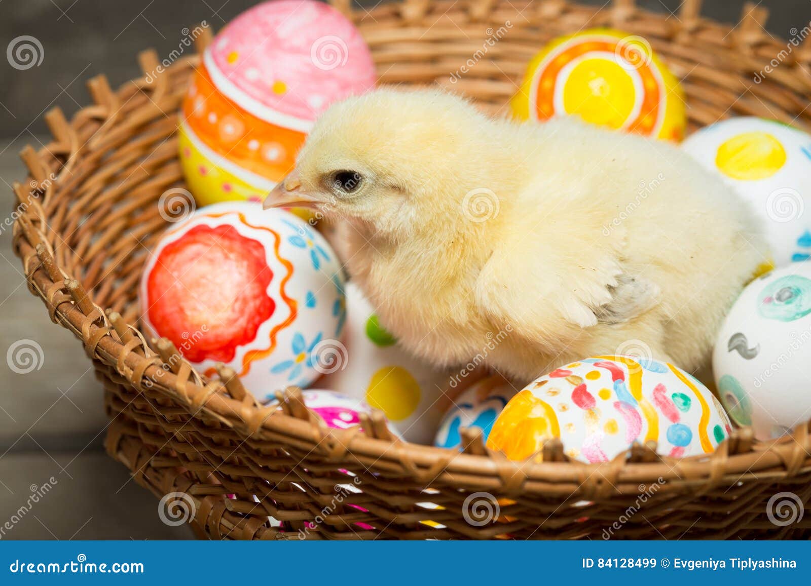 Easter eggs and chicken stock image. Image of holiday - 84128499