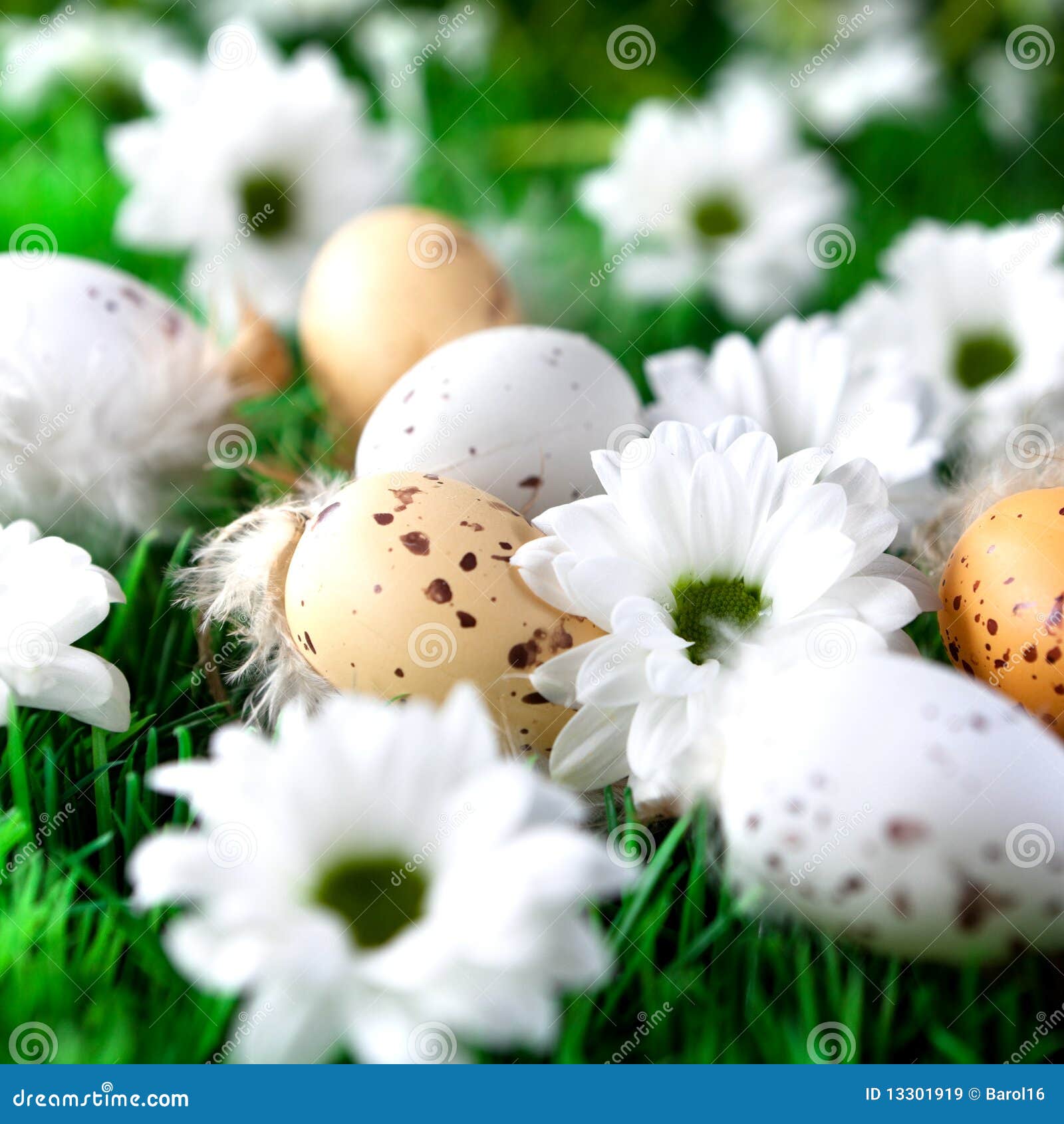 Easter Eggs and Daisy Flowers Stock Image - Image of eggs, white: 13301919