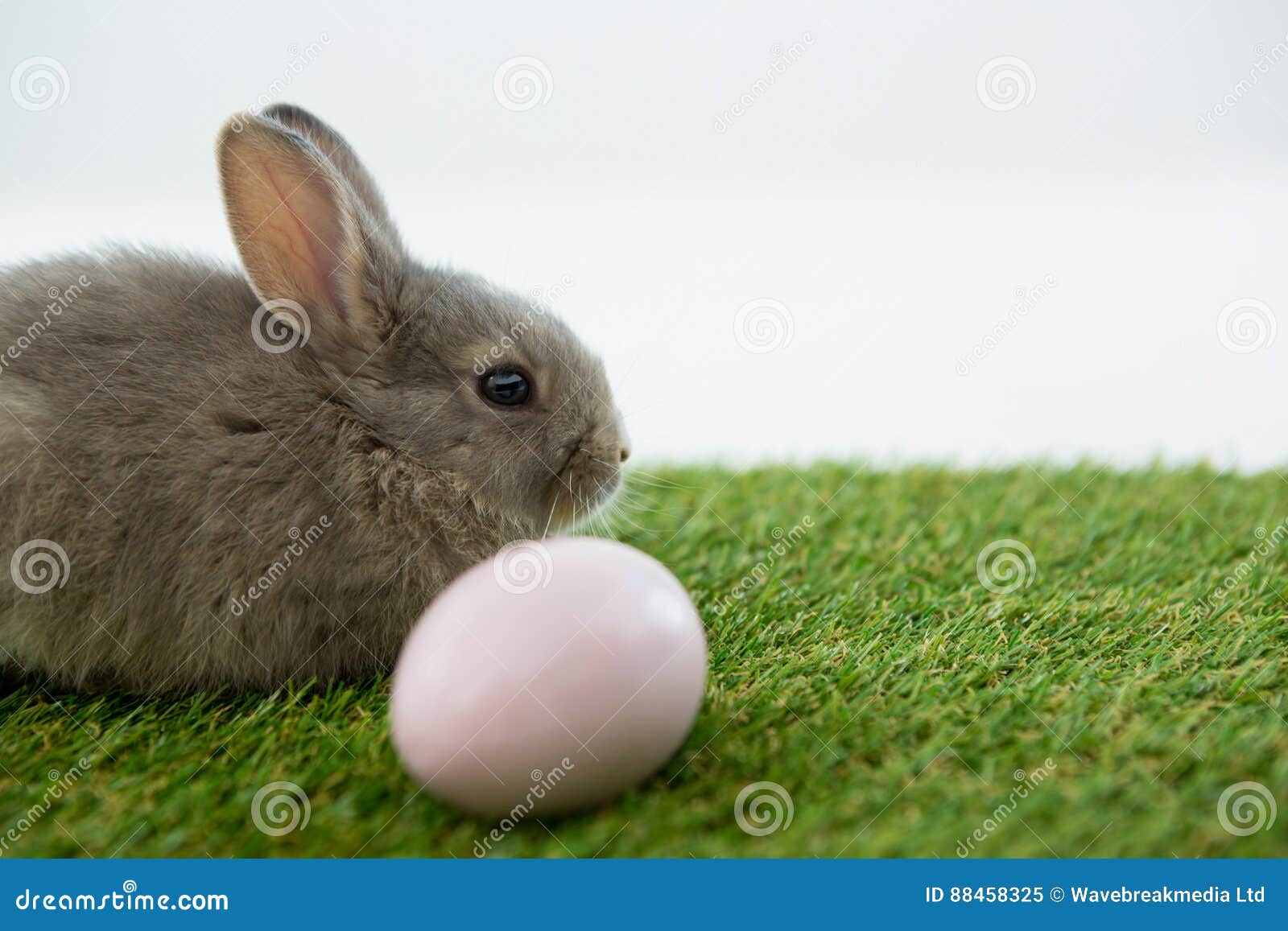 Easter Eggs and Easter Bunny in Grass Stock Image - Image of domestic ...