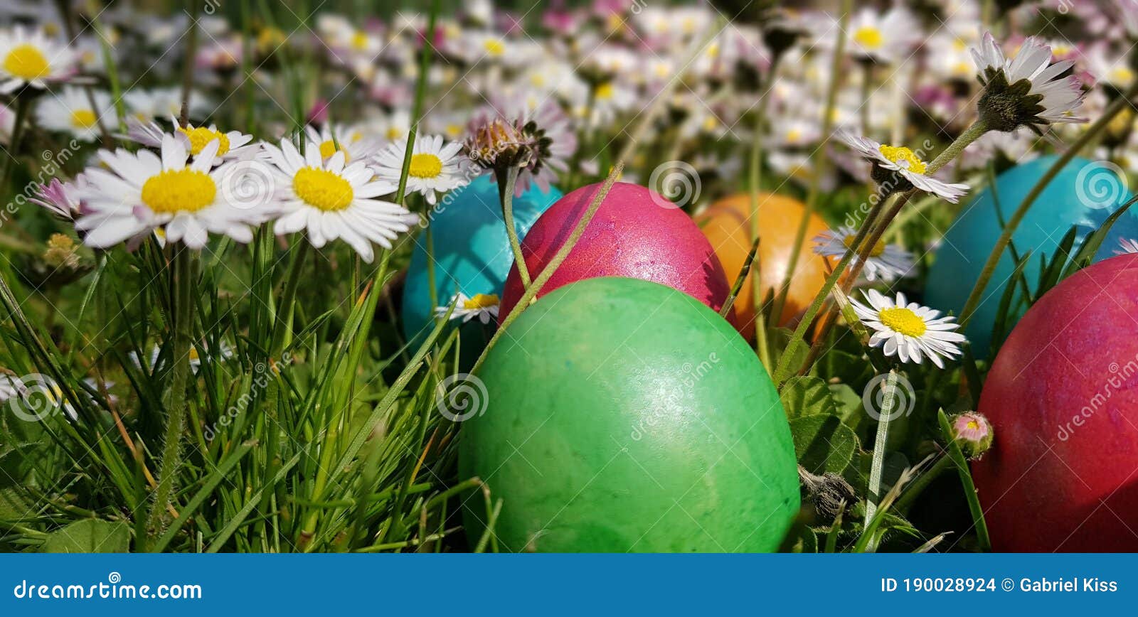 Easter Eggs in Field of Daisy Flowers 2 Stock Photo - Image of green ...