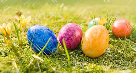Easter eggs in grass stock photo. Image of blossom, flower - 13469468