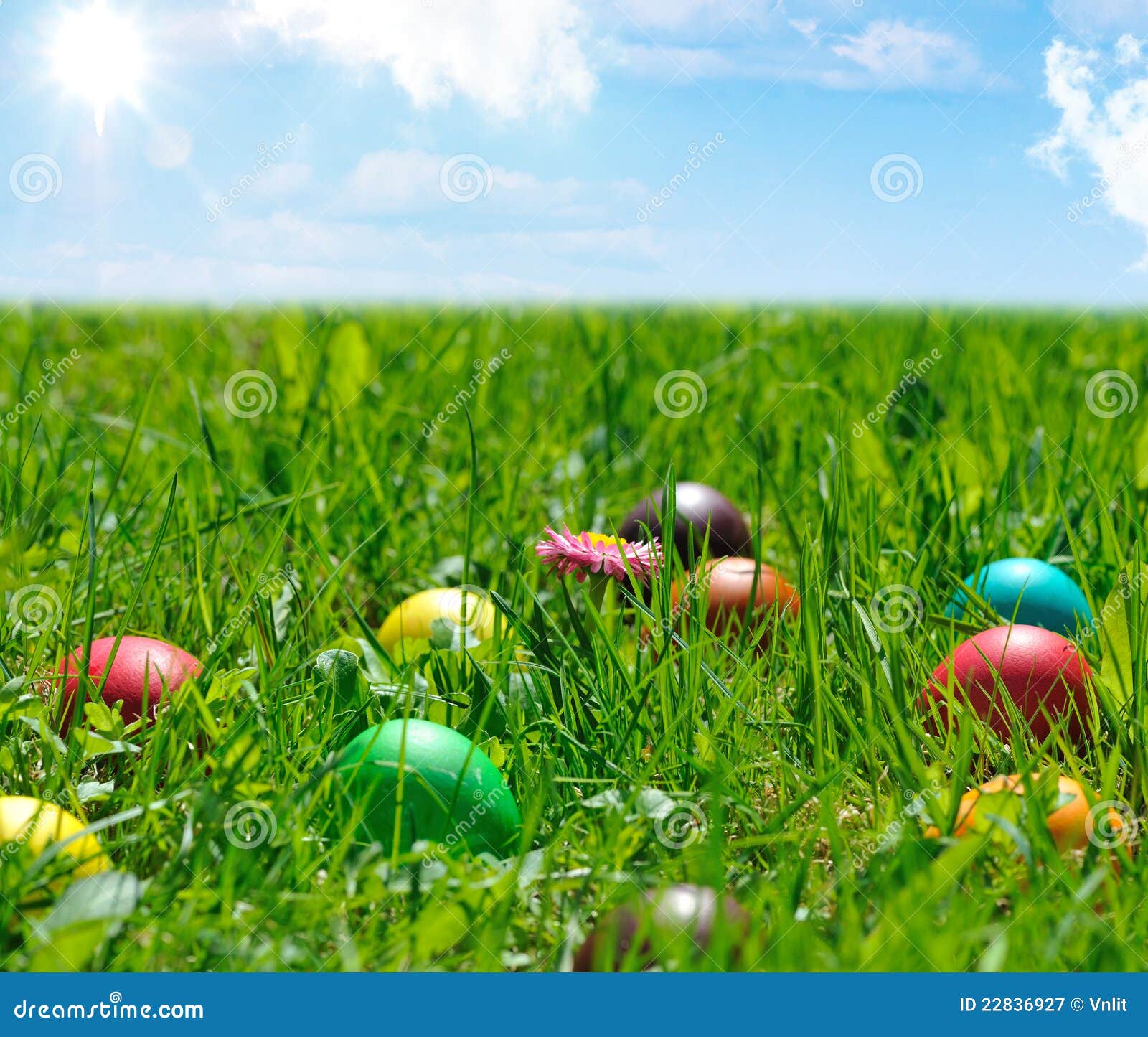 Easter eggs in grass stock image. Image of daisy, grass - 22836927