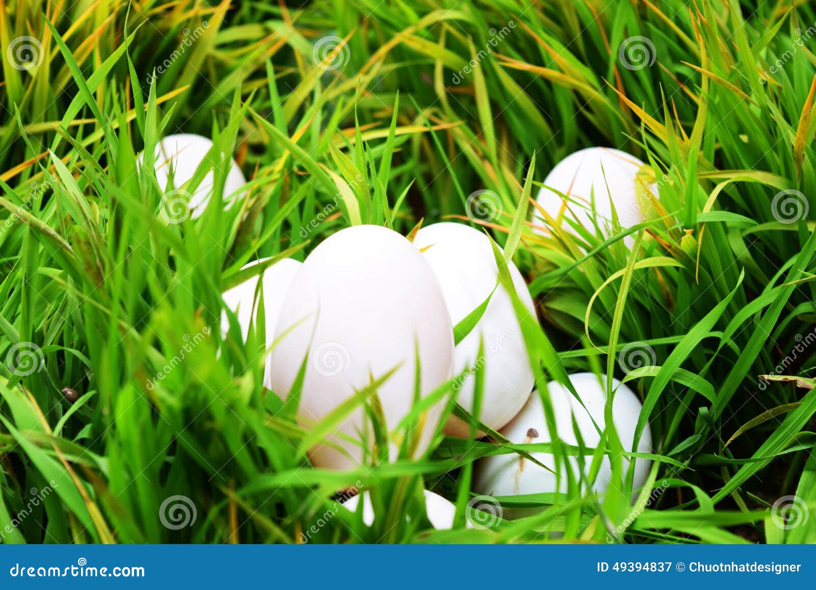Easter Eggs on Green Grass. Spring Holidays Concept Stock Image - Image ...
