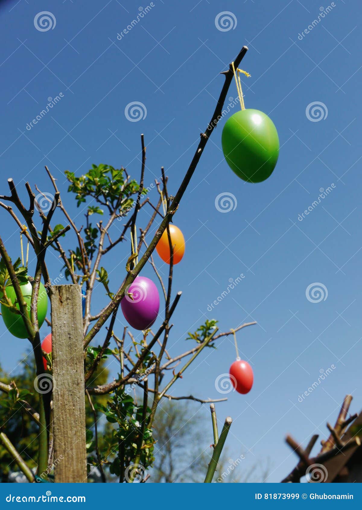 Easter Eggs Hanging on a Tree Stock Image - Image of plant, green: 81873999
