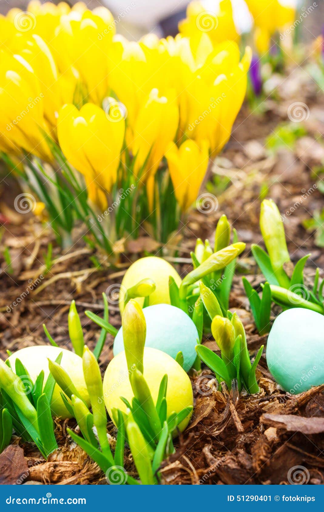 Easter Eggs, Mini Daffodils, Crocuses Stock Image - Image of forest ...