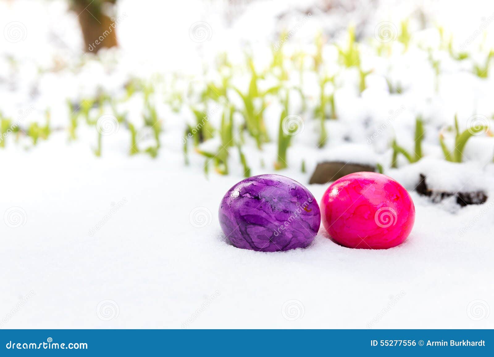 Easter eggs in snow stock photo. Image of green, icon - 55277556