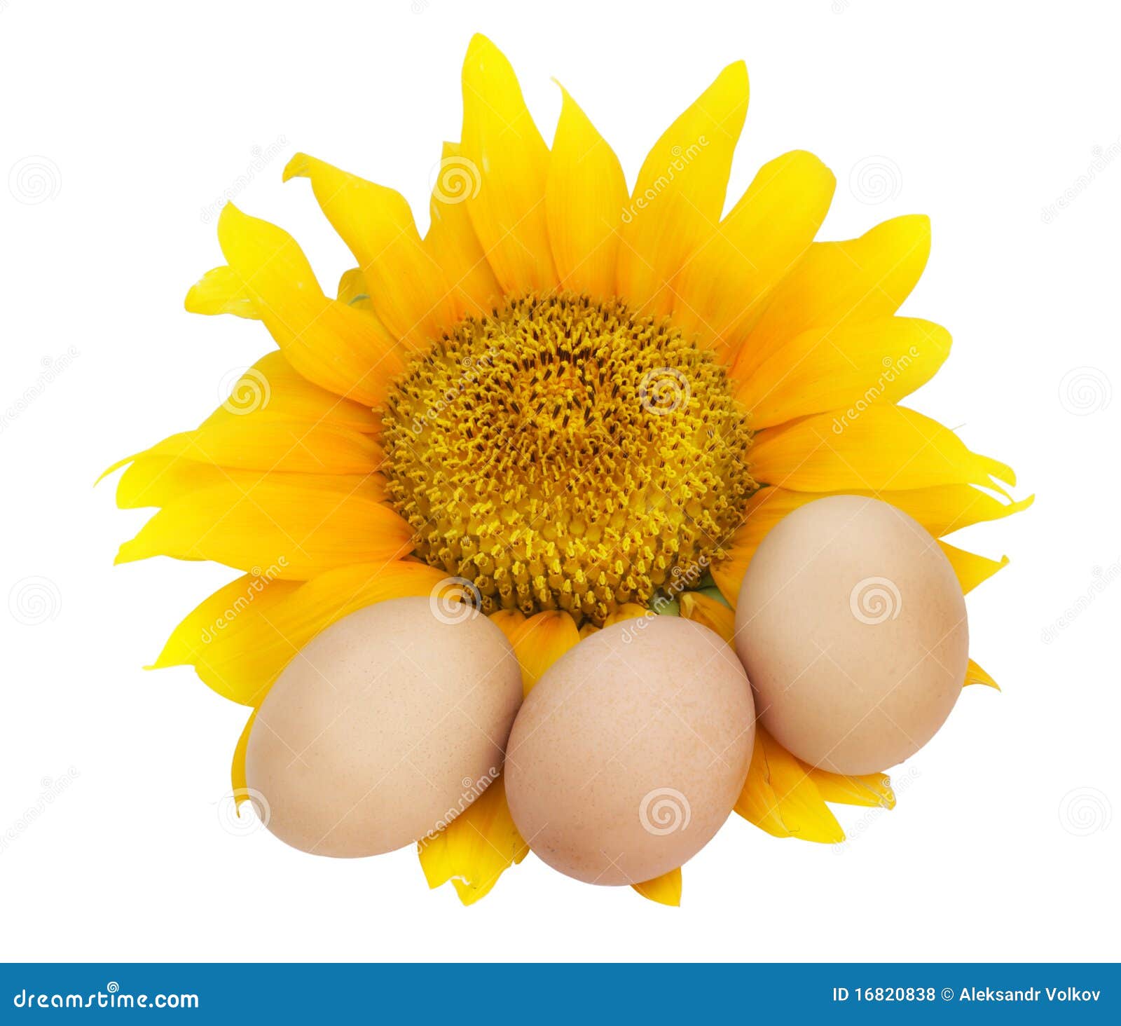 Easter eggs and sunflower stock photo. Image of decoration - 16820838