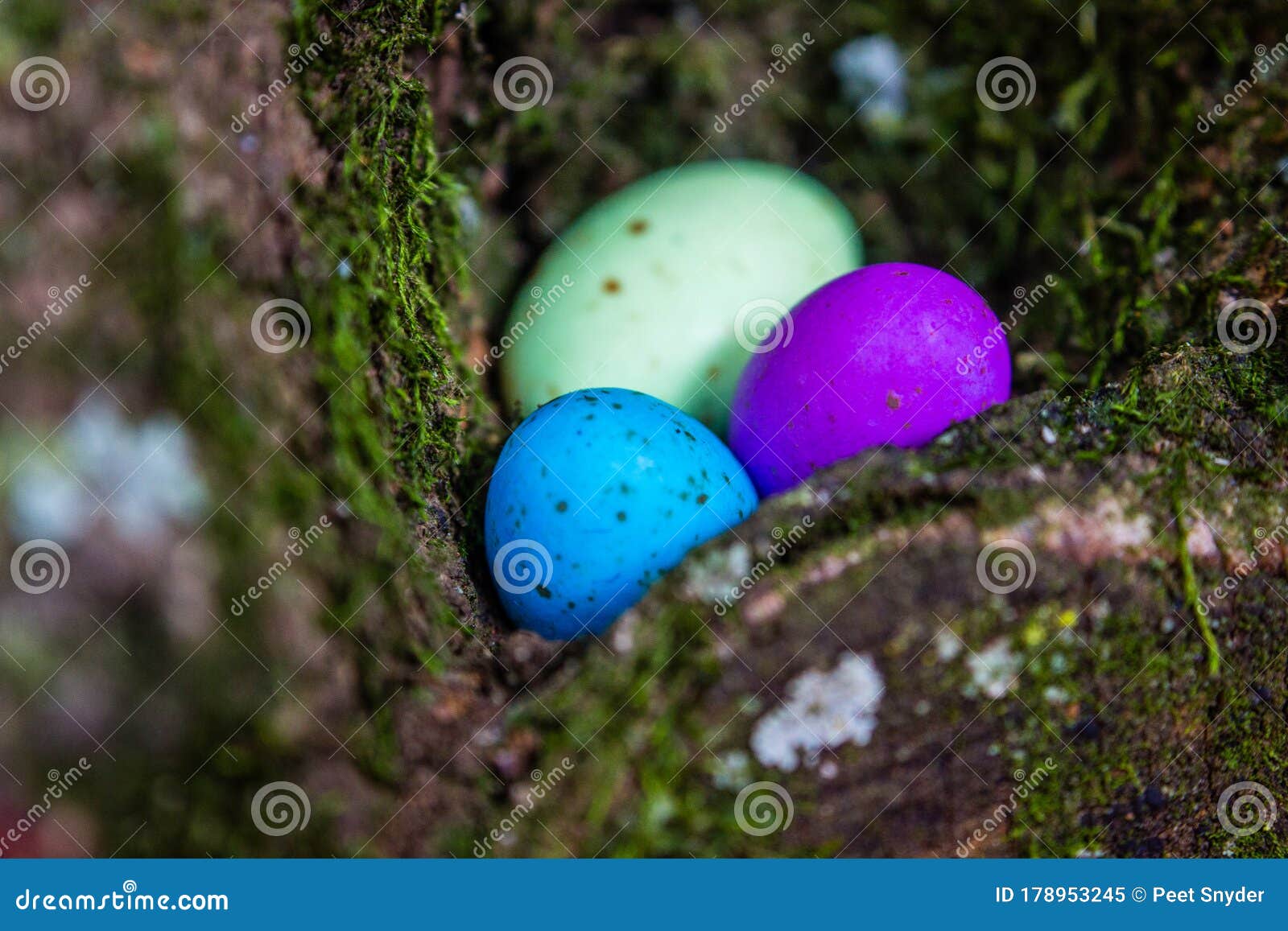 Easter eggs in a tree stock image. Image of produce - 178953245