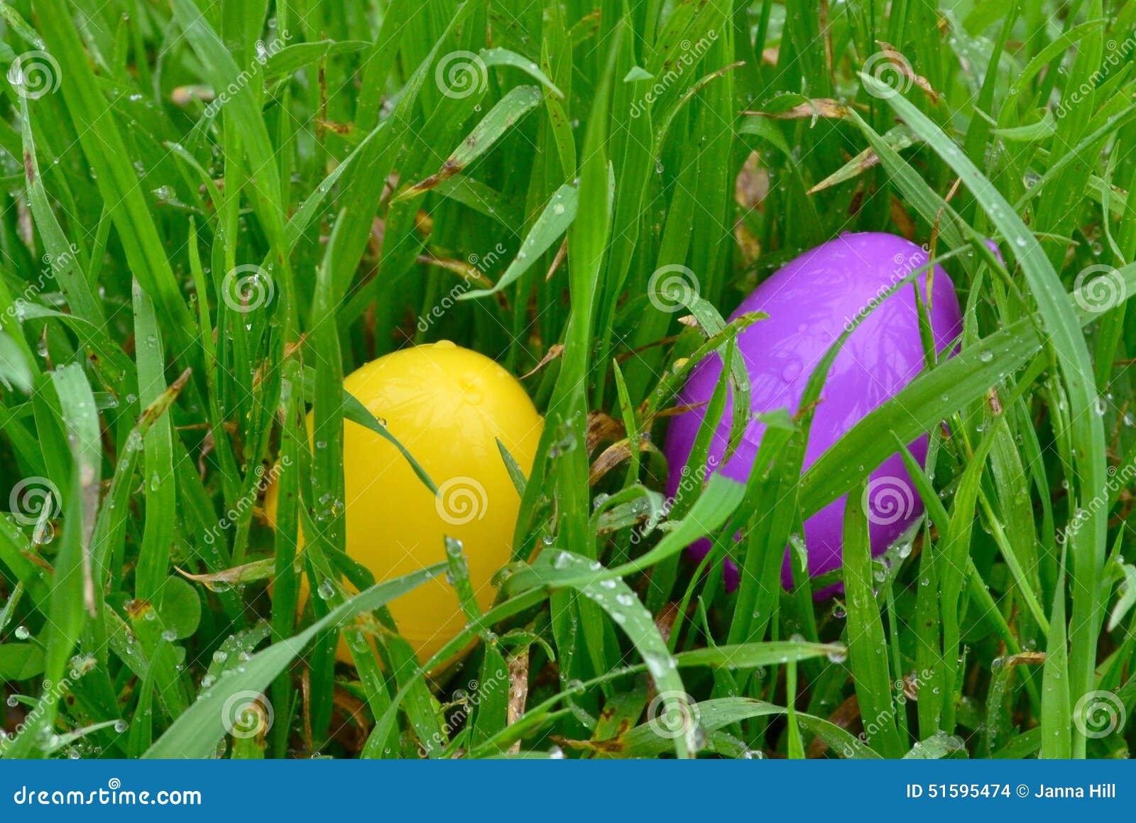 Easter Eggs Yellow & Purple Stock Photo - Image of easter, yellow: 51595474