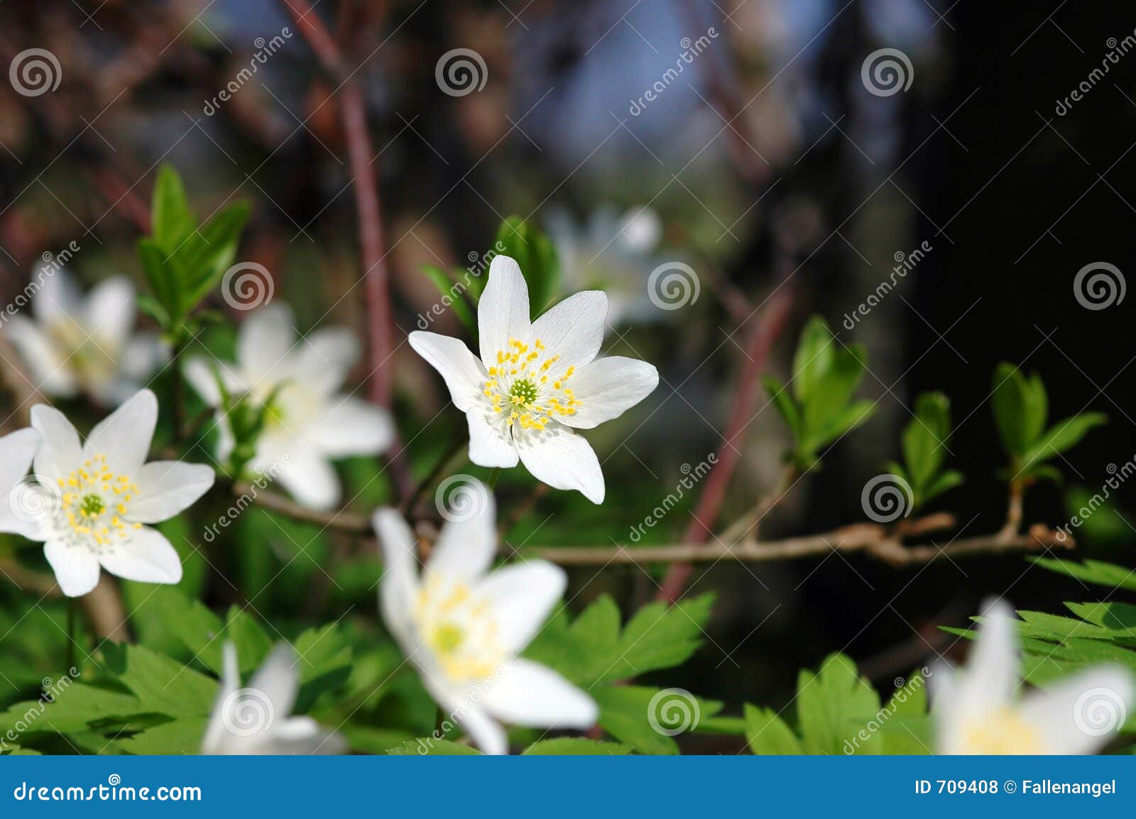 Easter flower stock photo. Image of bulb, seasonal, religion - 709408