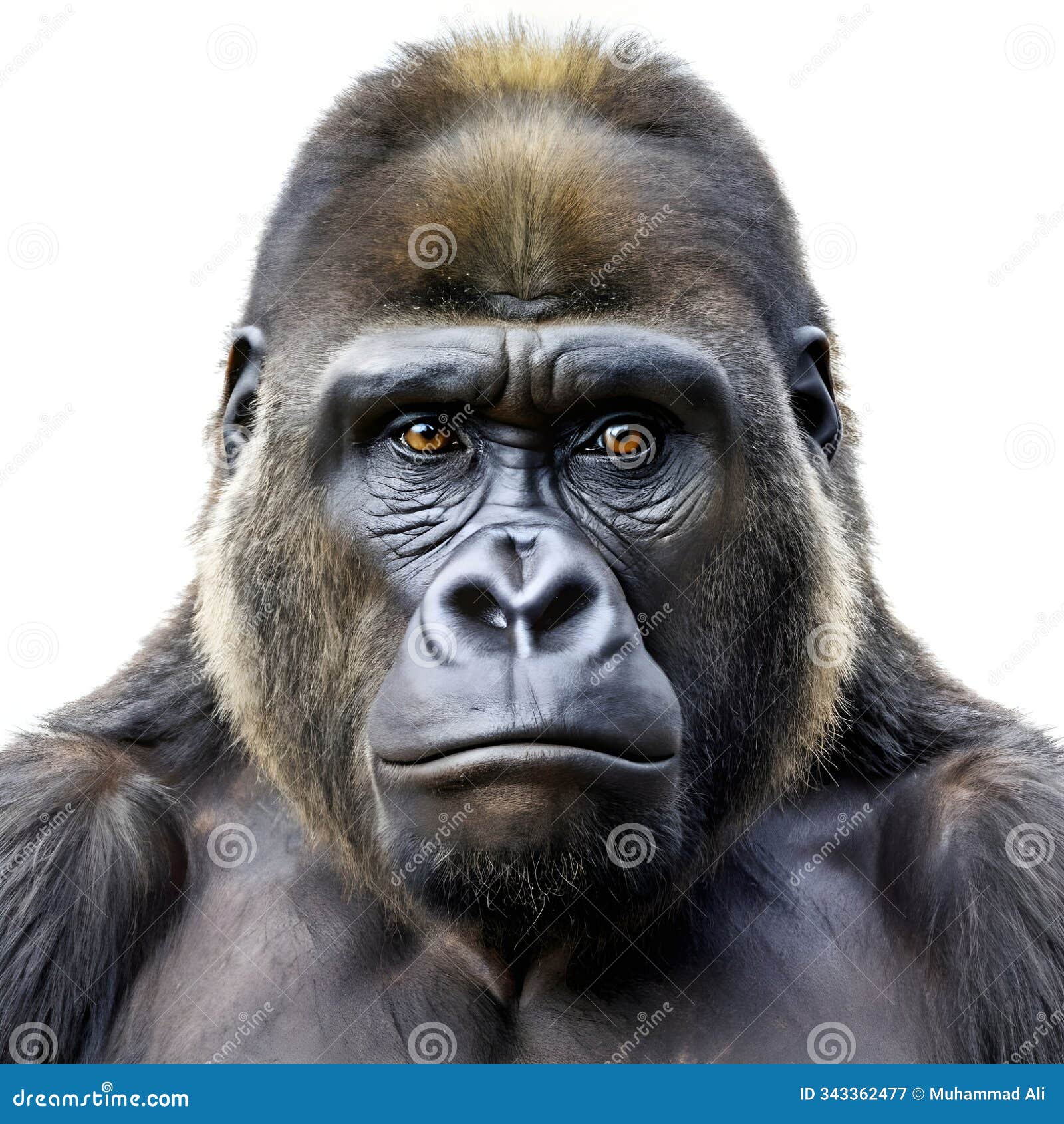 Easter Gorilla As Male Silverback Ape in Portrait Studio Isolated on ...