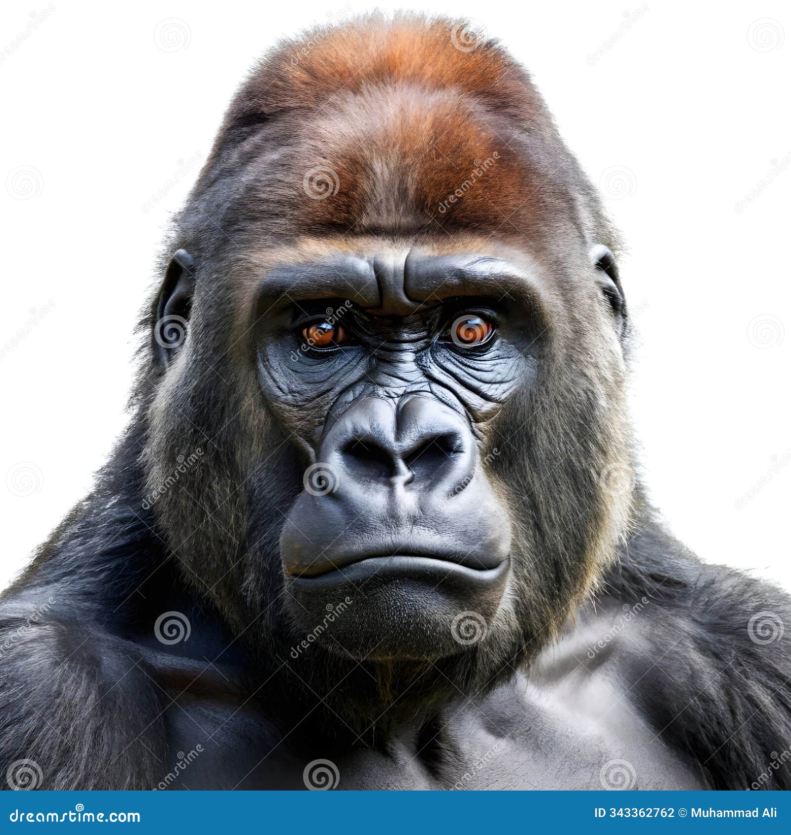 Easter Gorilla As Male Silverback Ape in Portrait Studio Isolated on ...
