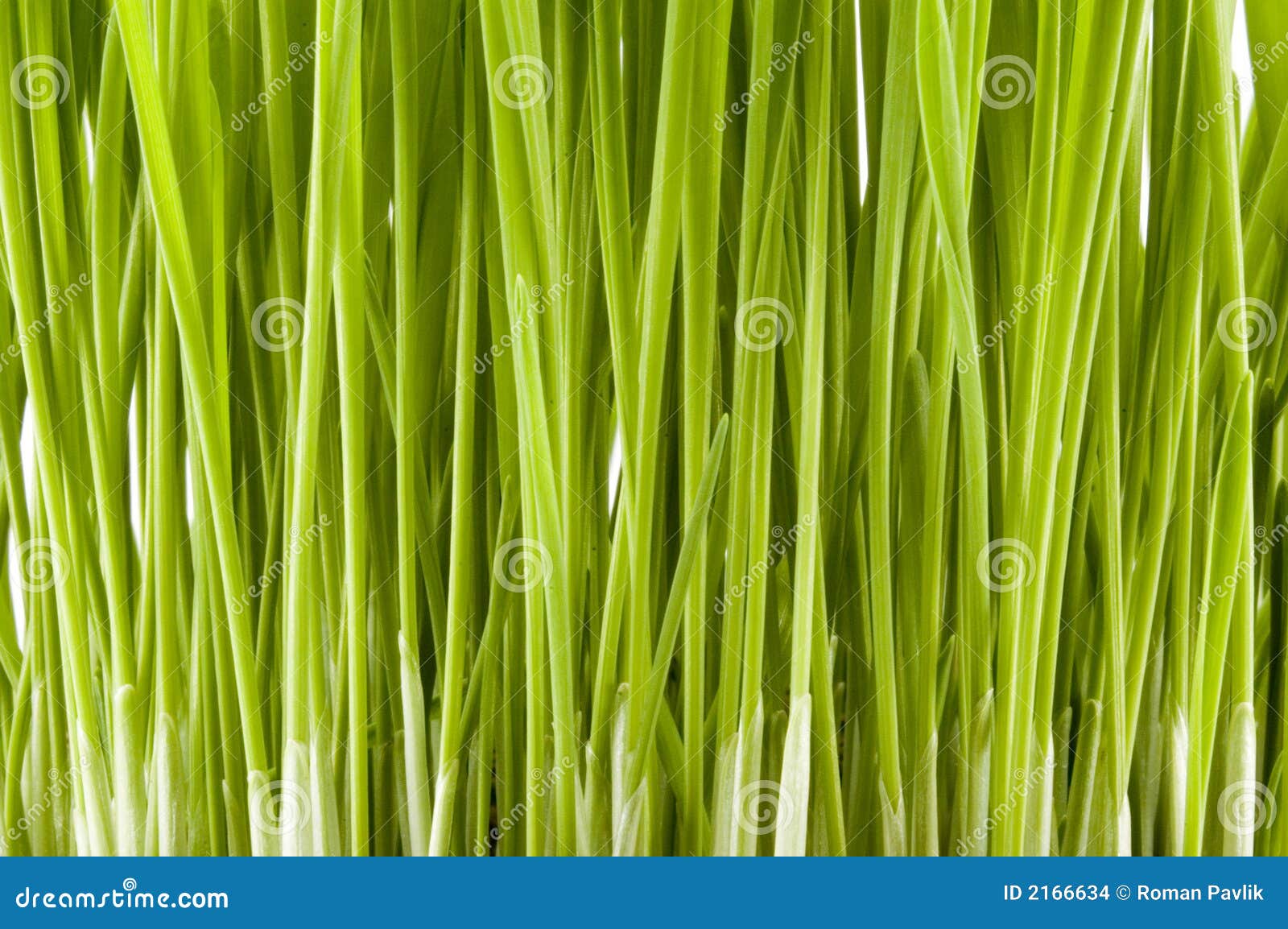 Easter grass stock photo. Image of life, closeup, green - 2166634