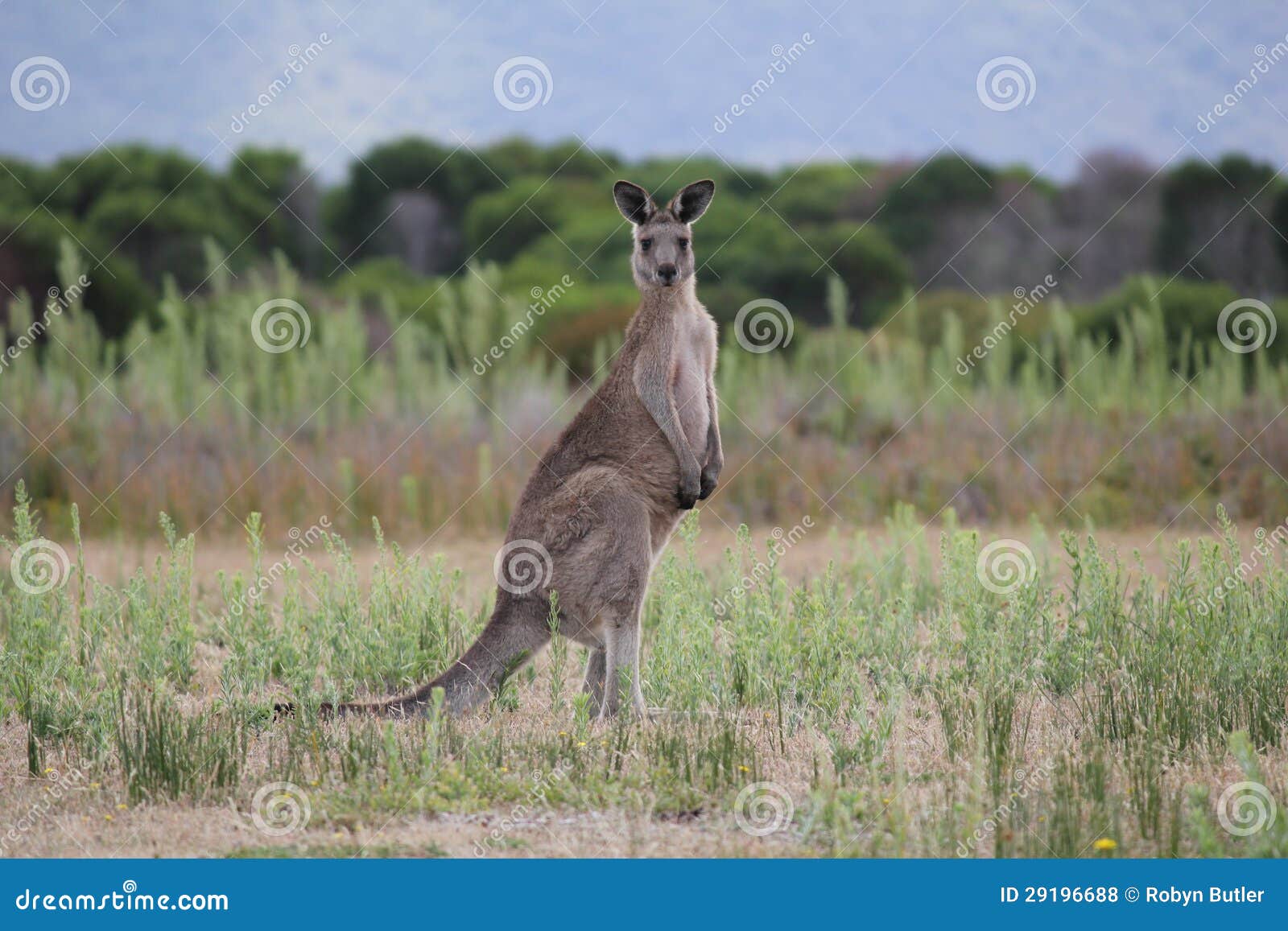 Easter Grey Kangaroo stock photo. Image of guarding, cute - 29196688