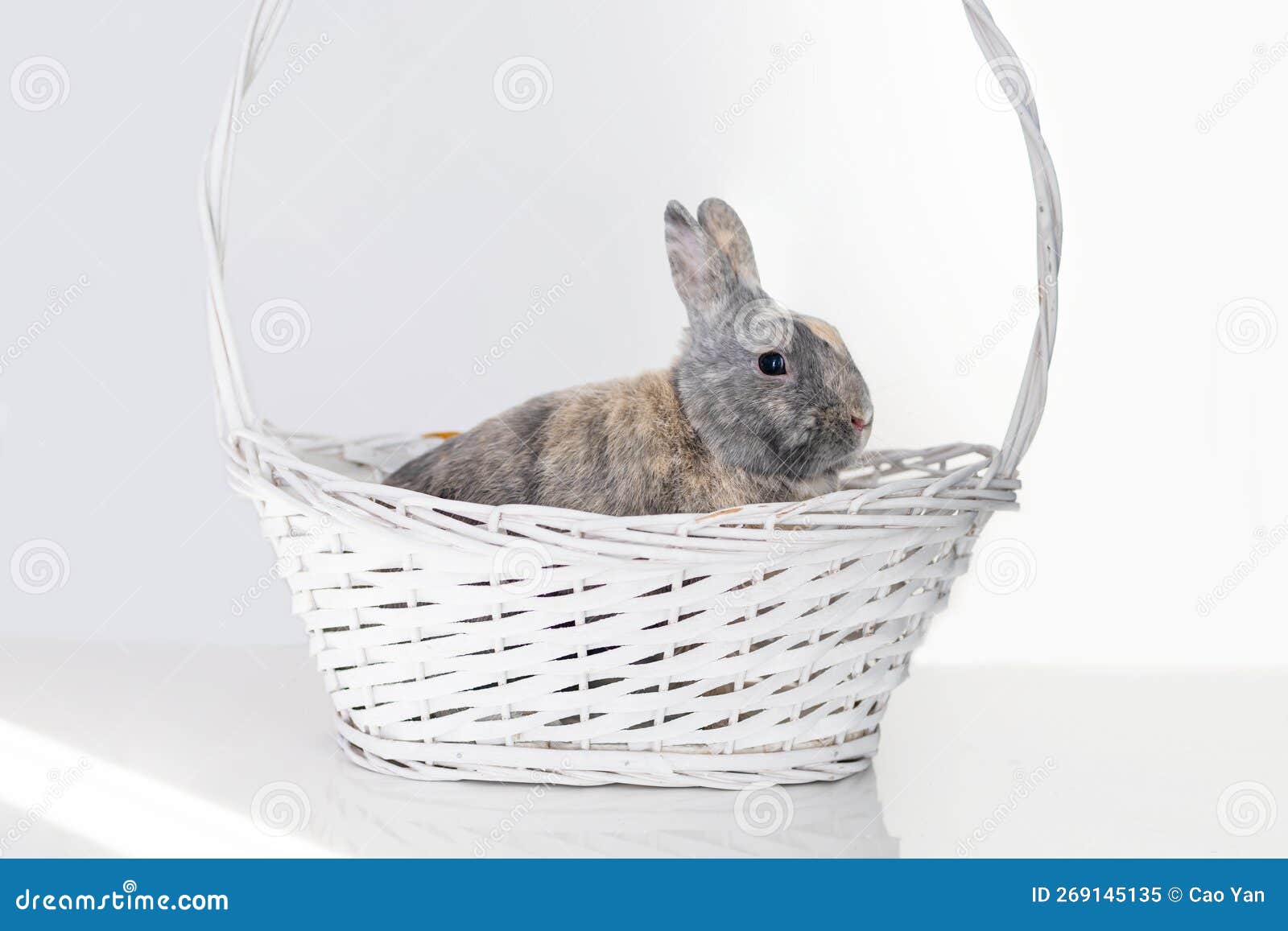 Easter Grey Rabbit in a Basket on White Background. Stock Image - Image ...