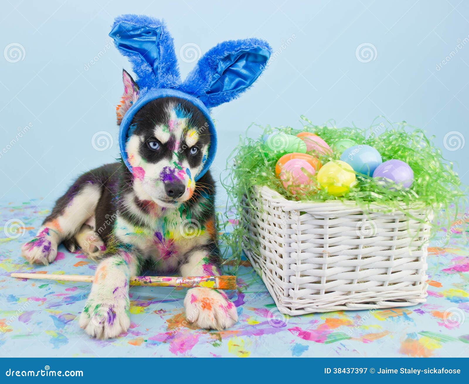 Easter Husky Puppy stock image. Image of soft, basket - 38437397