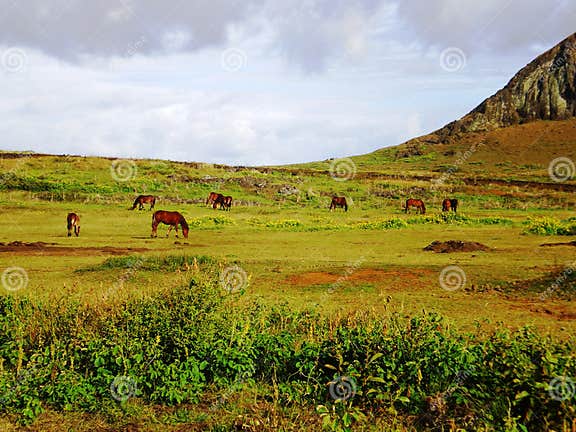 Easter Island stock image. Image of south, mammal, shrub - 9876325