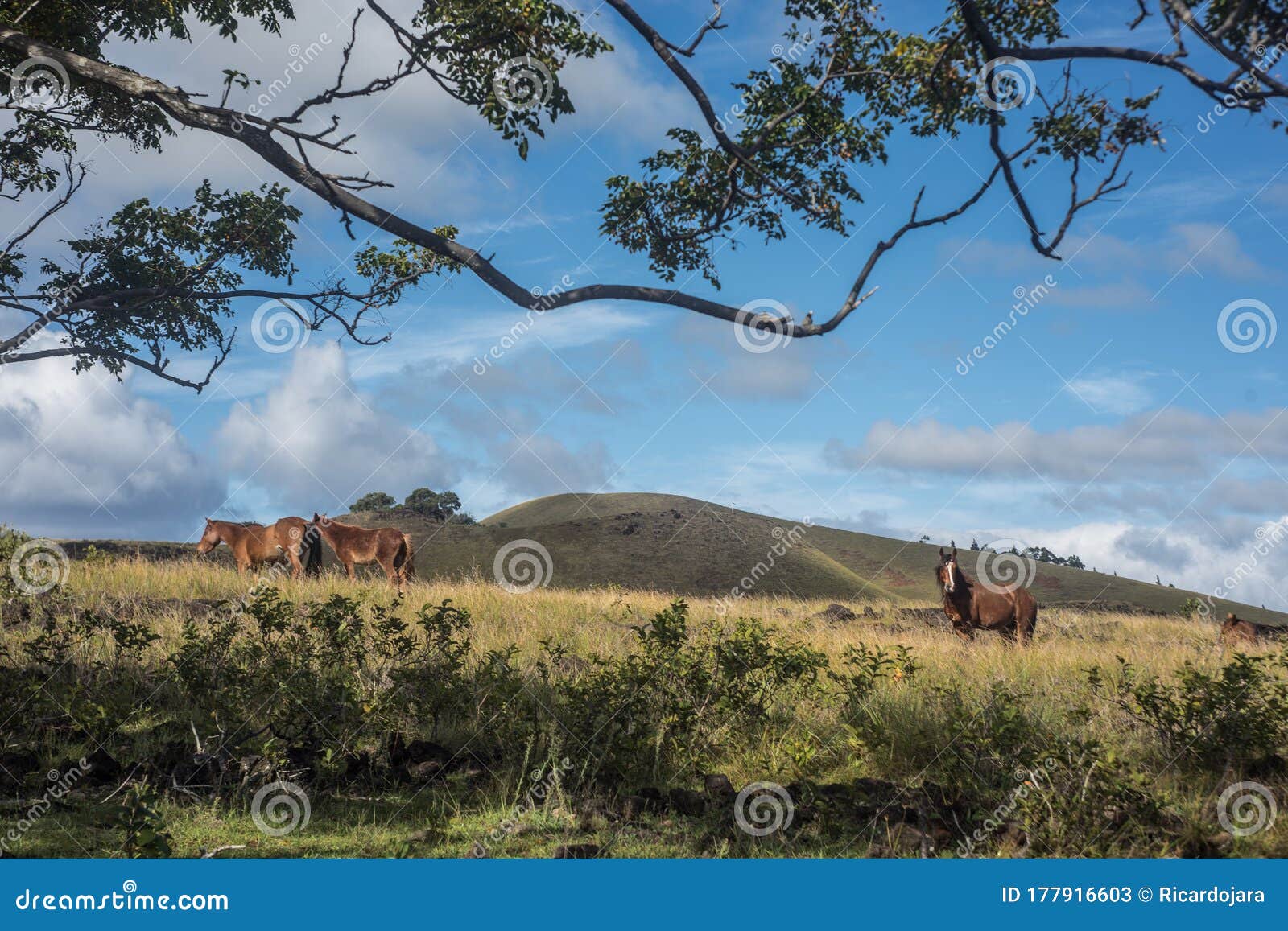 Easter Island locations stock image. Image of locations - 177916603