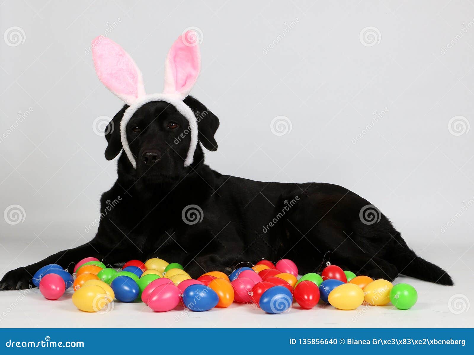 Black Labrador Easter Photos - Free & Royalty-Free Stock Photos from ...