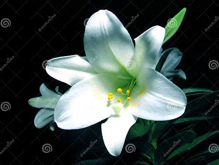 Easter lilly stock image. Image of black, yellow, light, macro - 1635