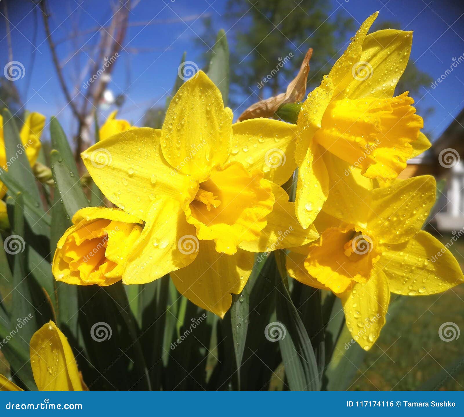 Easter lilly stock photo. Image of lilly, beautiful - 117174116