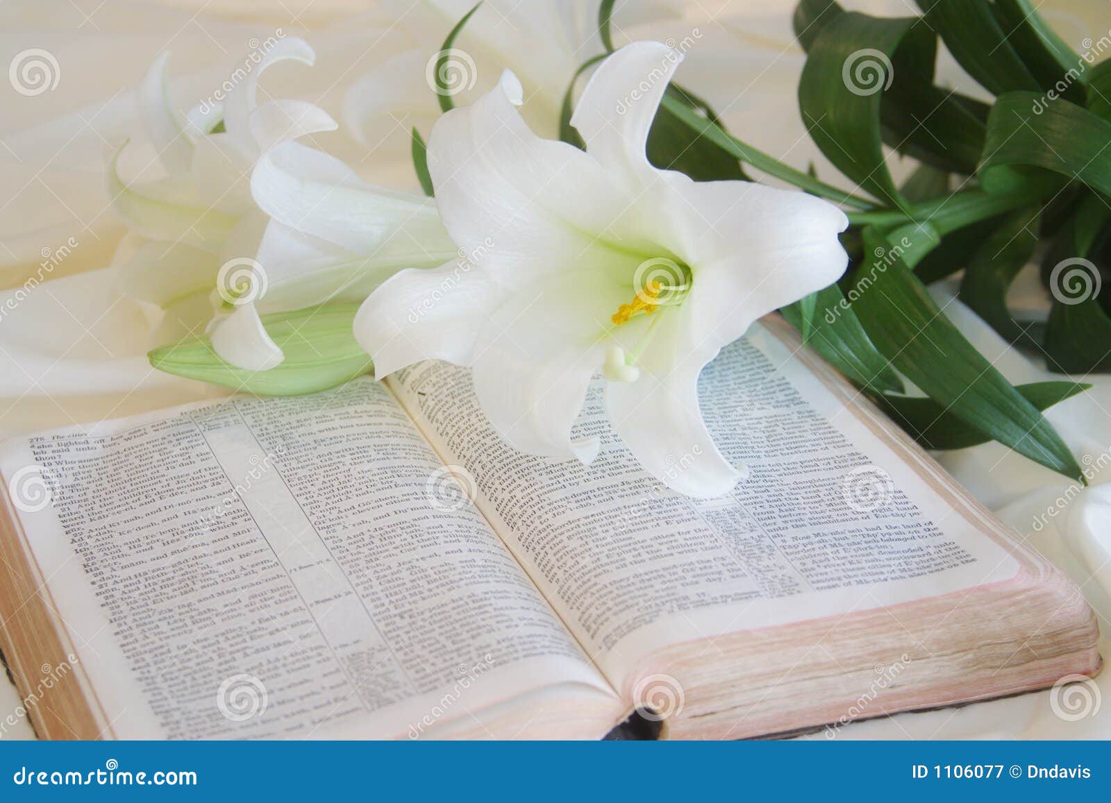 Lily Laying on a Antique Bible on Easter Morning Stock Image - Image of ...