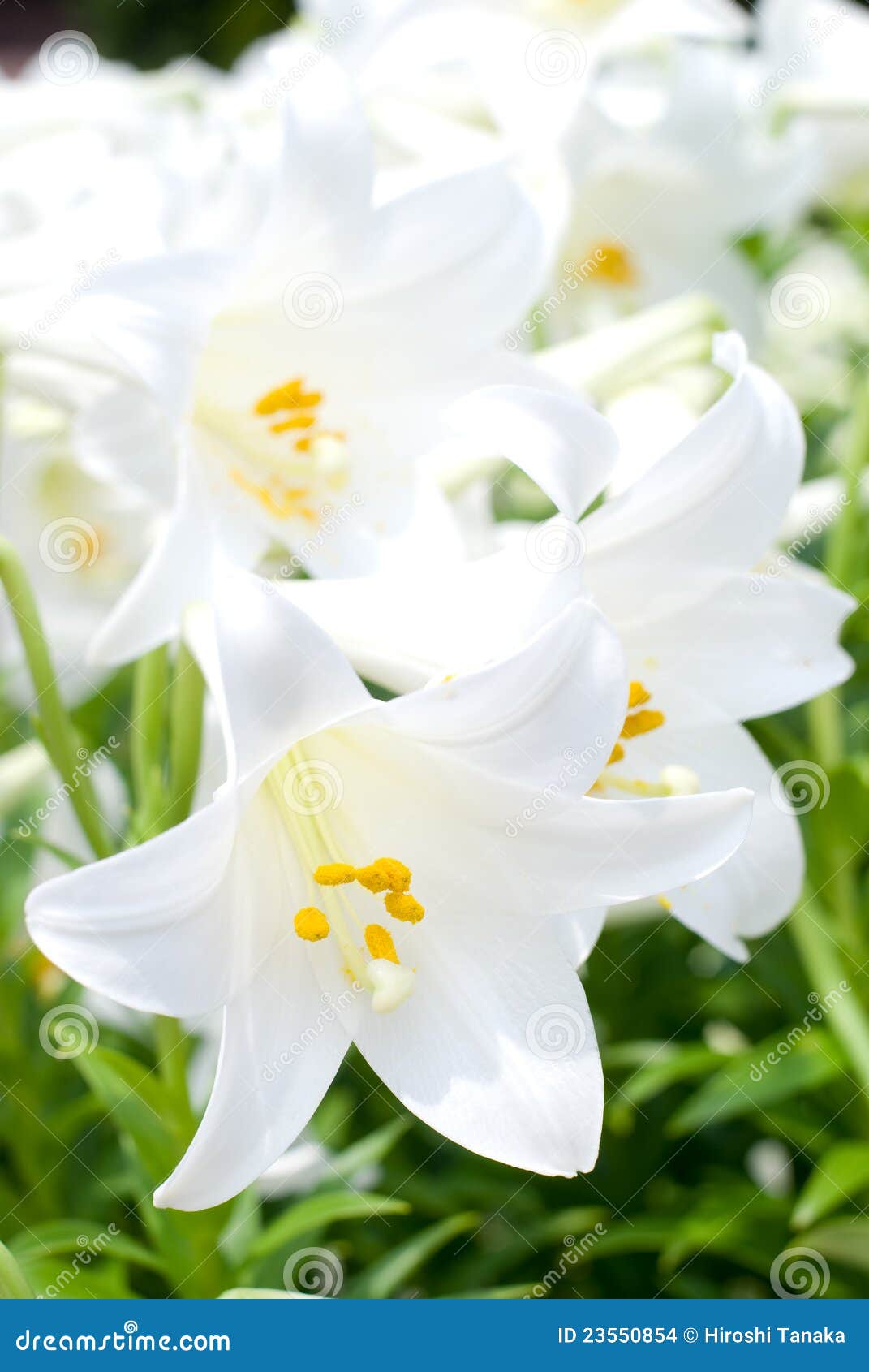 Easter lily stock photo. Image of leaf, botanical, tender - 23550854