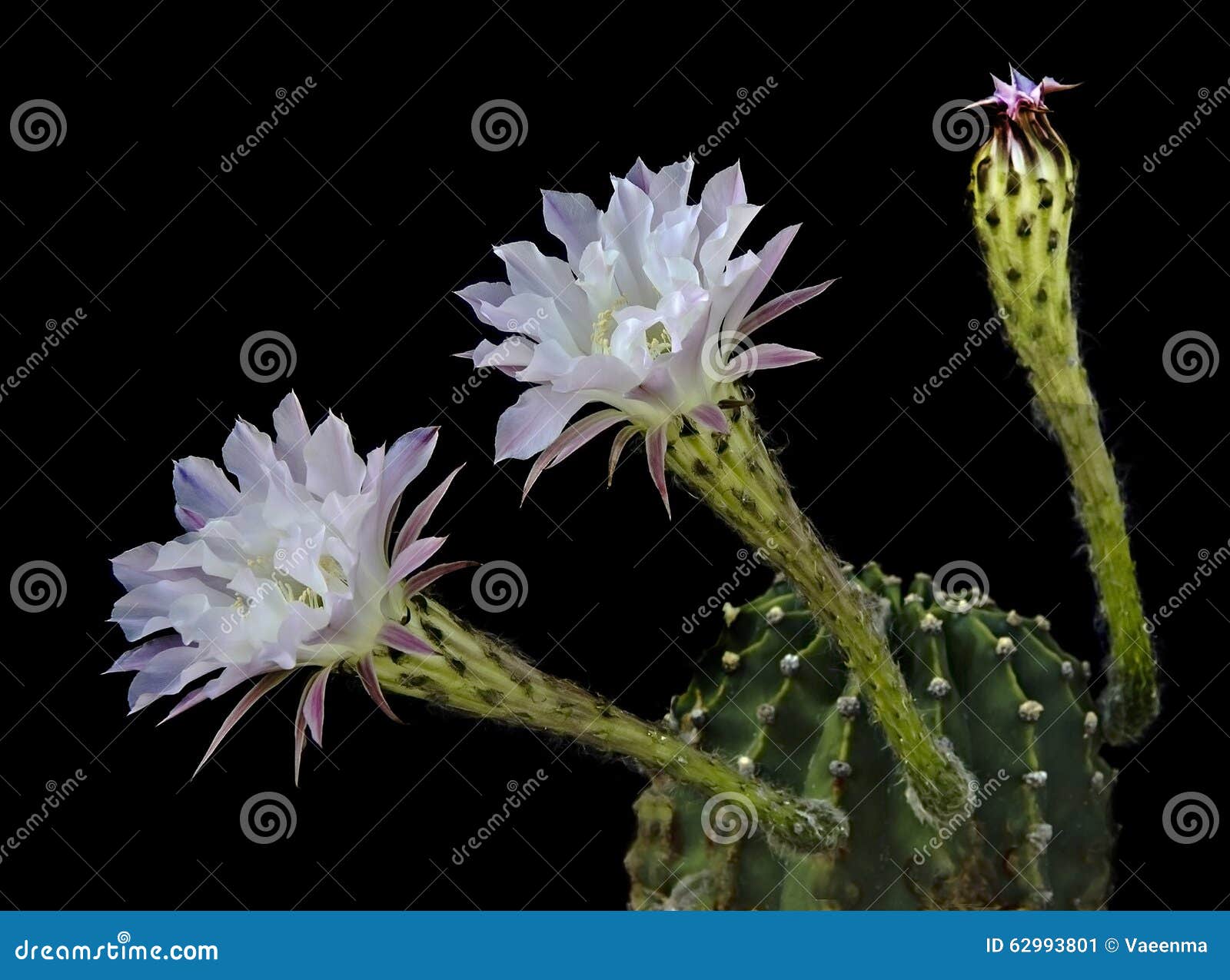 Easter Lily Cactus with a Flowers Stock Image - Image of easter, plant ...
