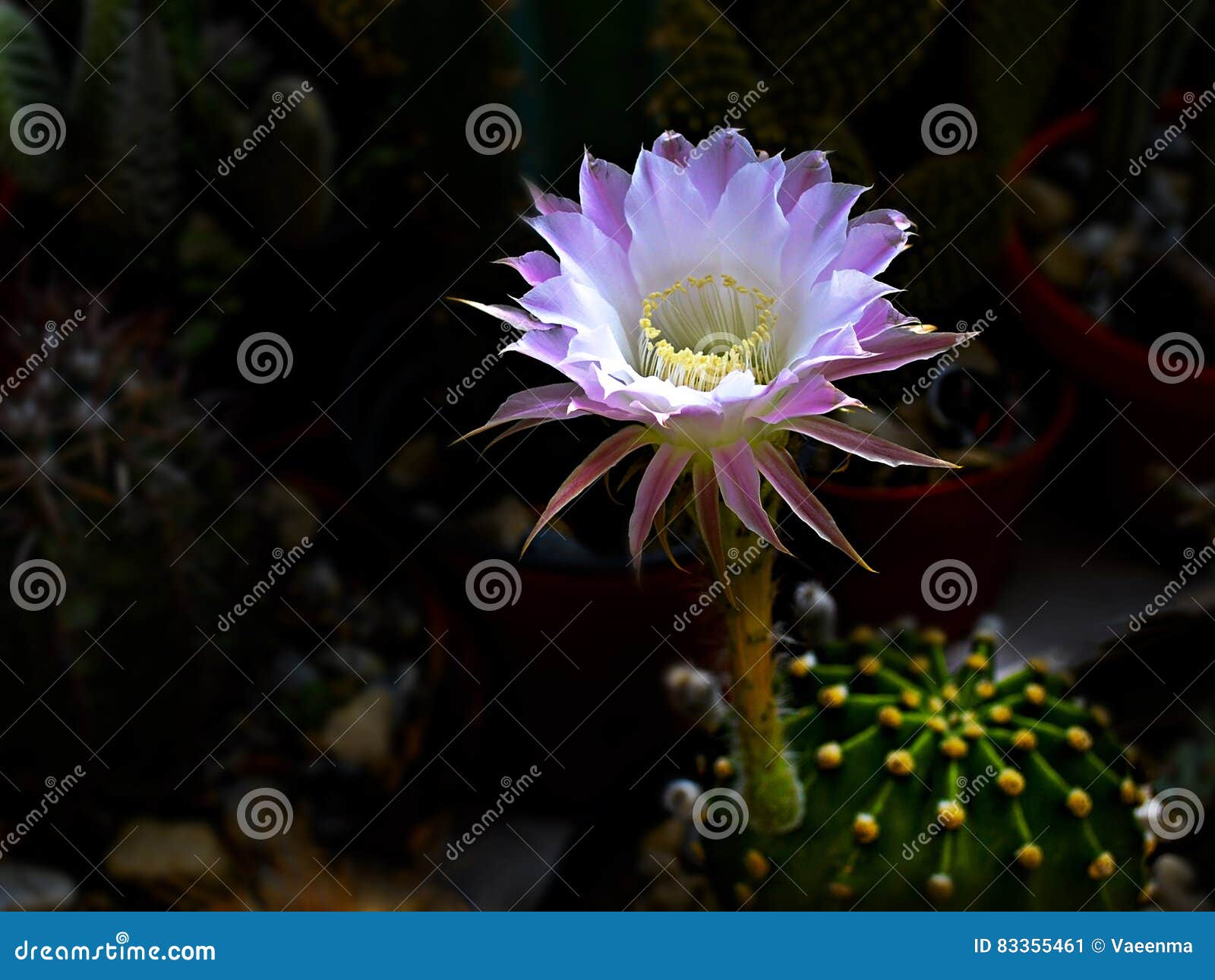 An Easter lily cactus stock image. Image of echinopsis - 83355461