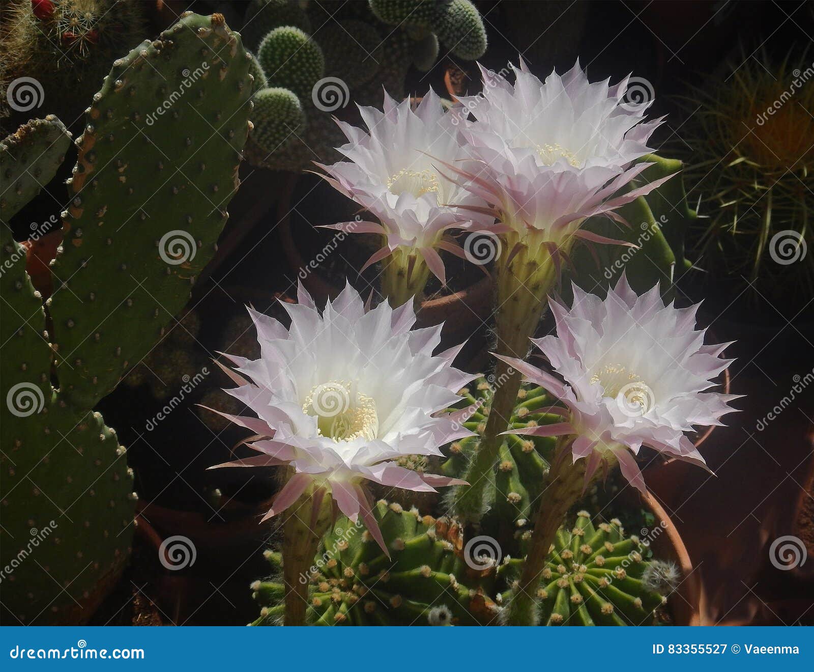 An Easter lily cactus stock image. Image of close, green - 83355527
