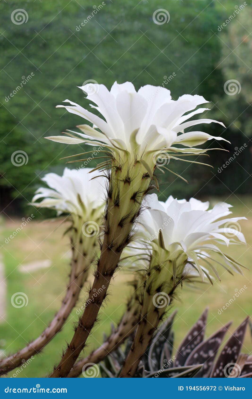 Easter lily cactus flowers stock photo. Image of beautiful - 194556972