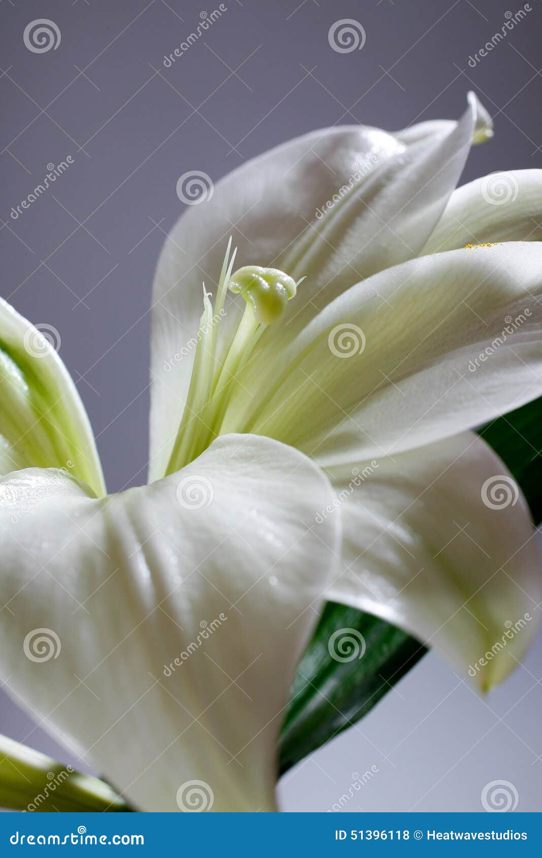 Easter Lily Flower stock photo. Image of flower, beauty - 51396118