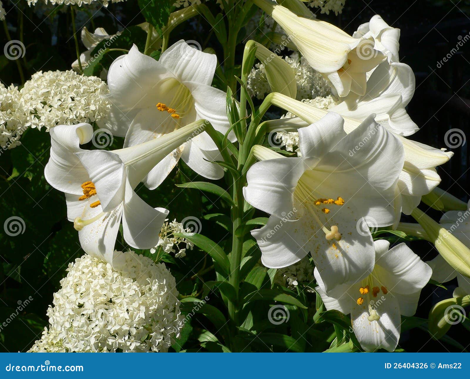 Lilium Longiflorum Beautiful Flower Among Diffuse And Very Colorful ...