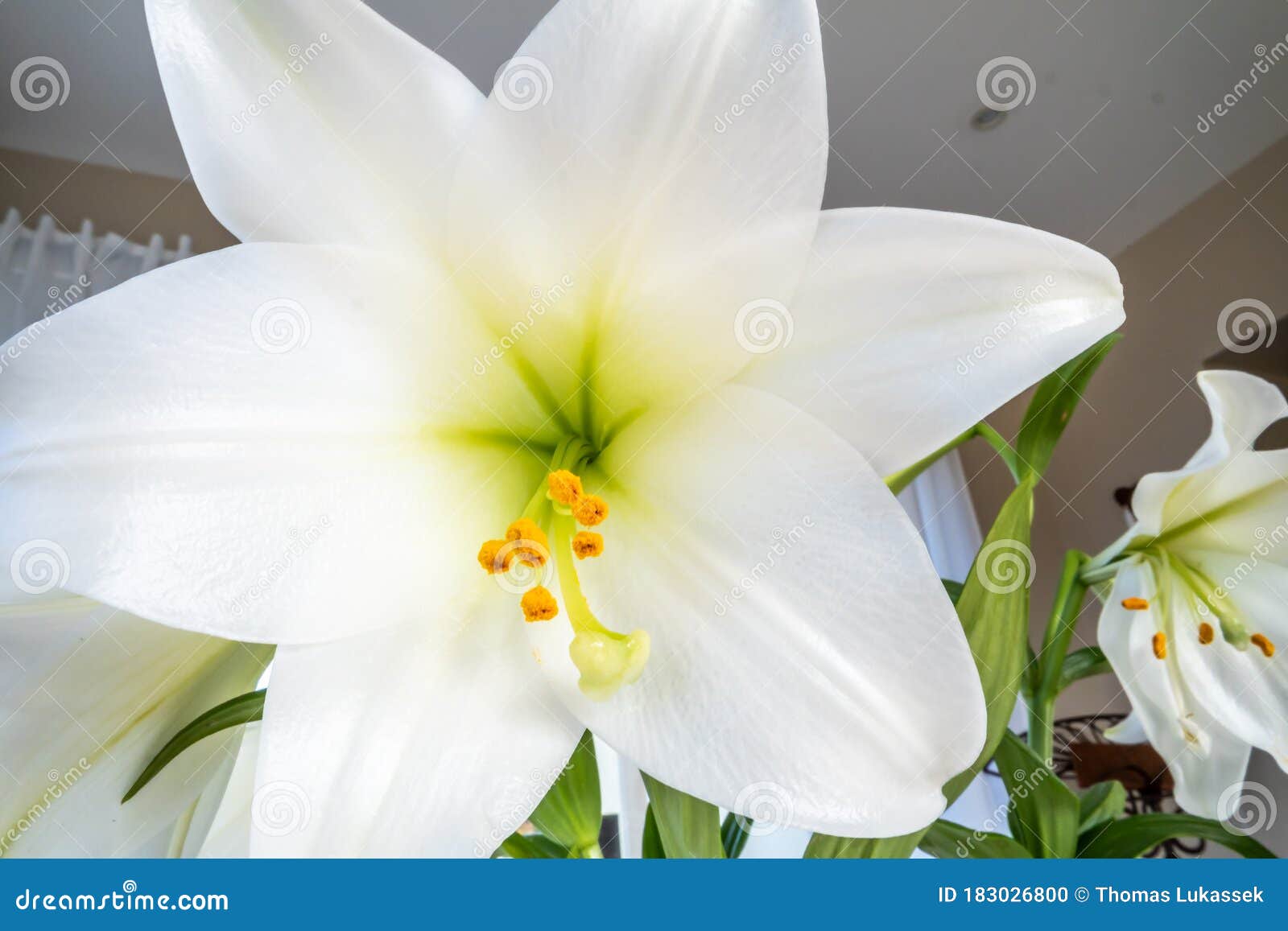 Easter Lily Lilium Longiflorum in Full Blossom Stock Photo - Image of ...