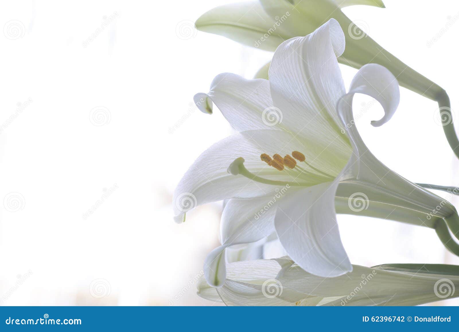 Easter Lily Cactus With A Flowers Royalty-Free Stock Photography ...
