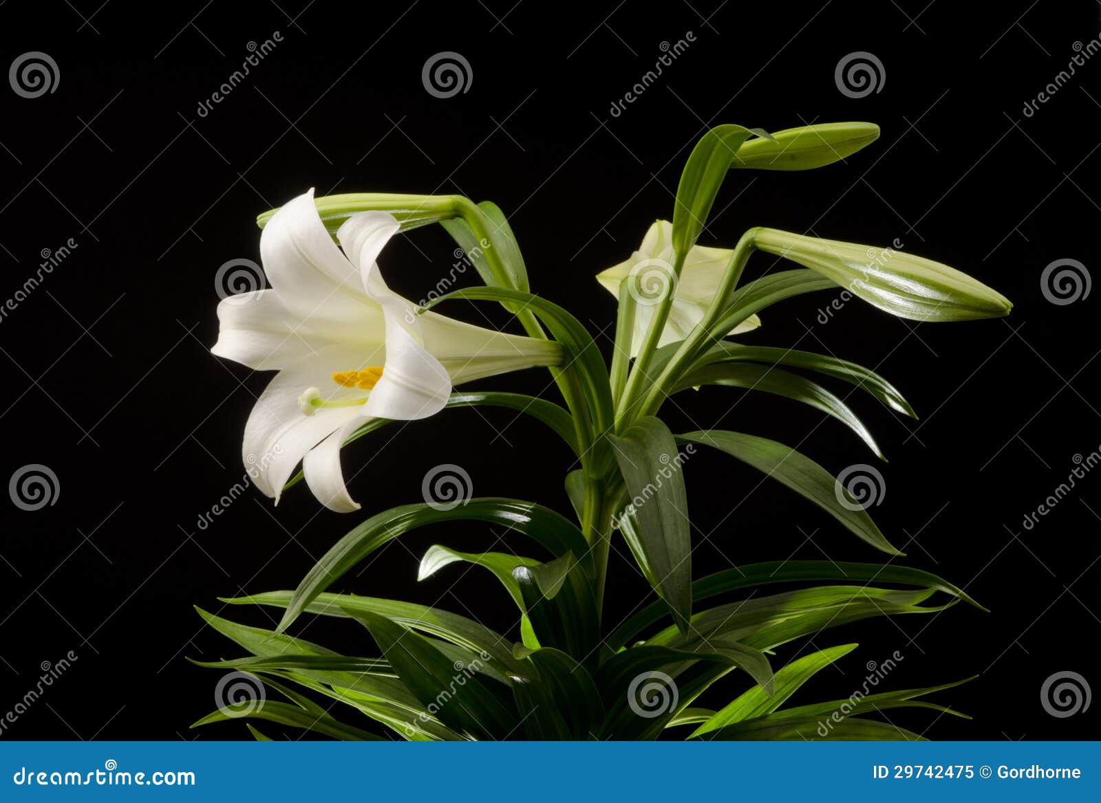 Easter Lily stock image. Image of special, blooming, pollen - 29742475
