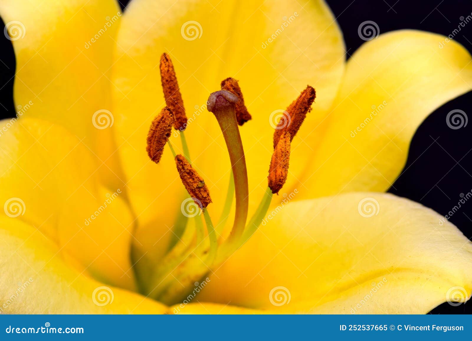 Yellow Easter Lily Stamen Anthers 03 Stock Image - Image of outdoor ...