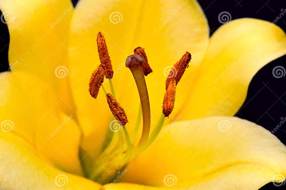 Yellow Easter Lily Stamen Anthers 03 Stock Image - Image of outdoor ...