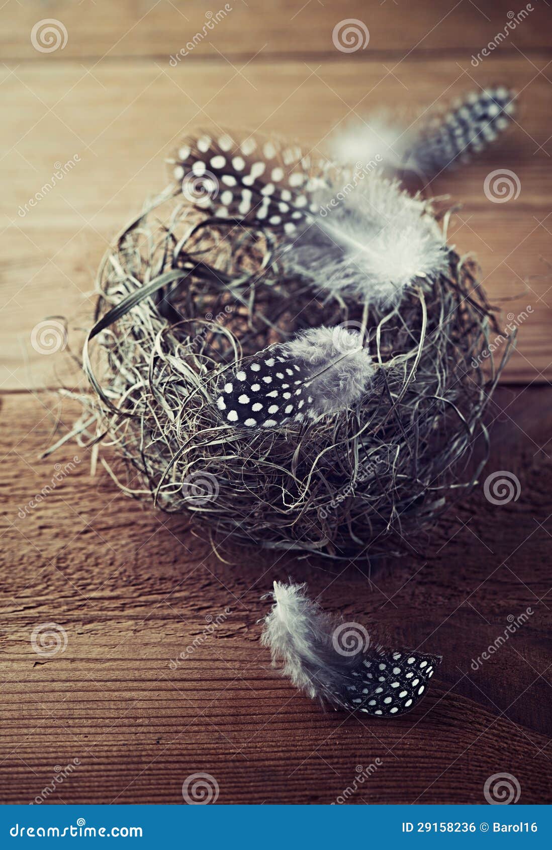 Easter Nest with Spotted Feathers Stock Photo - Image of close, empty ...