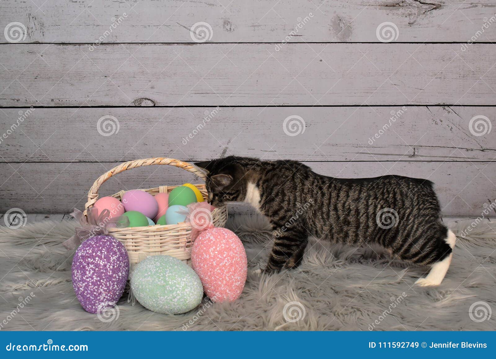 Tabby Manx Cat Easter Portrait Stock Image - Image of decoration ...