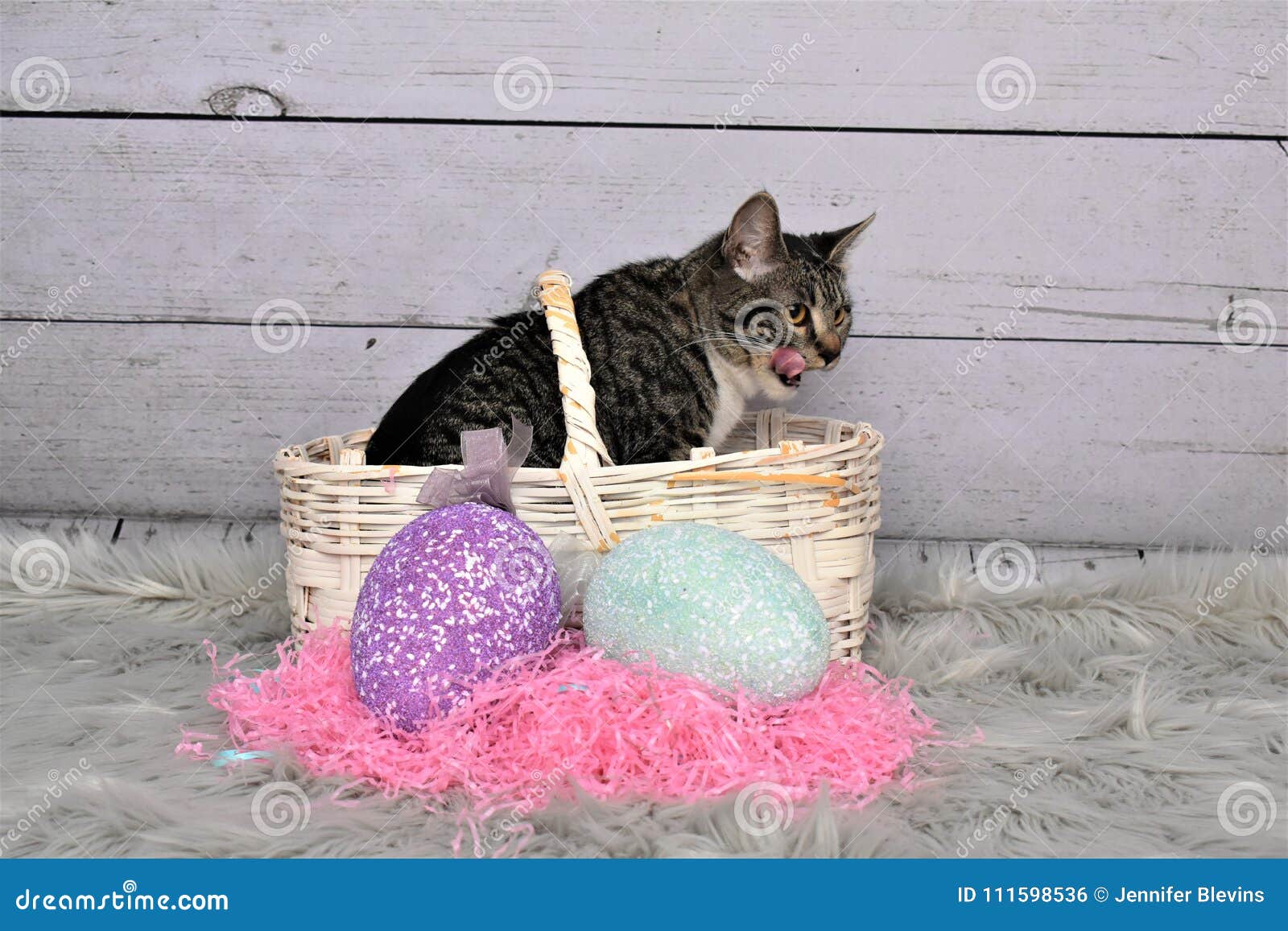 Tabby Manx Cat Easter Portrait Stock Photo - Image of celebration ...