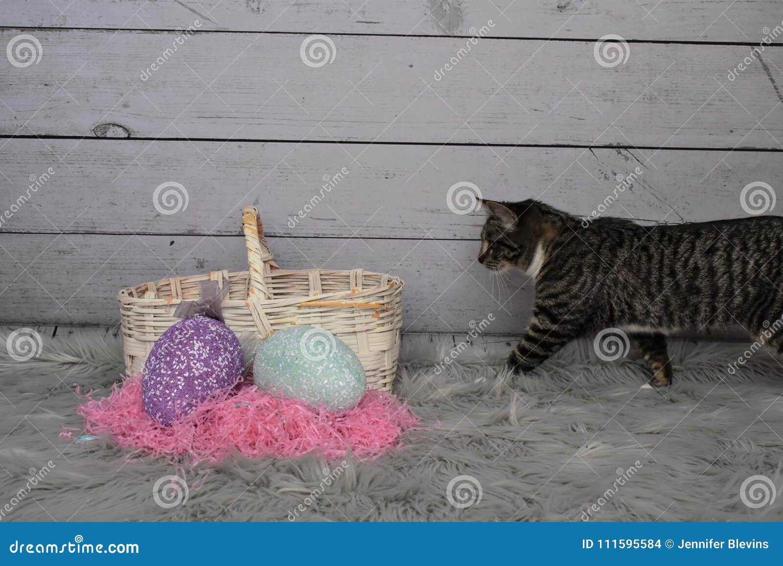 Tabby Manx Cat Easter Portrait Stock Photo - Image of hair, curious ...