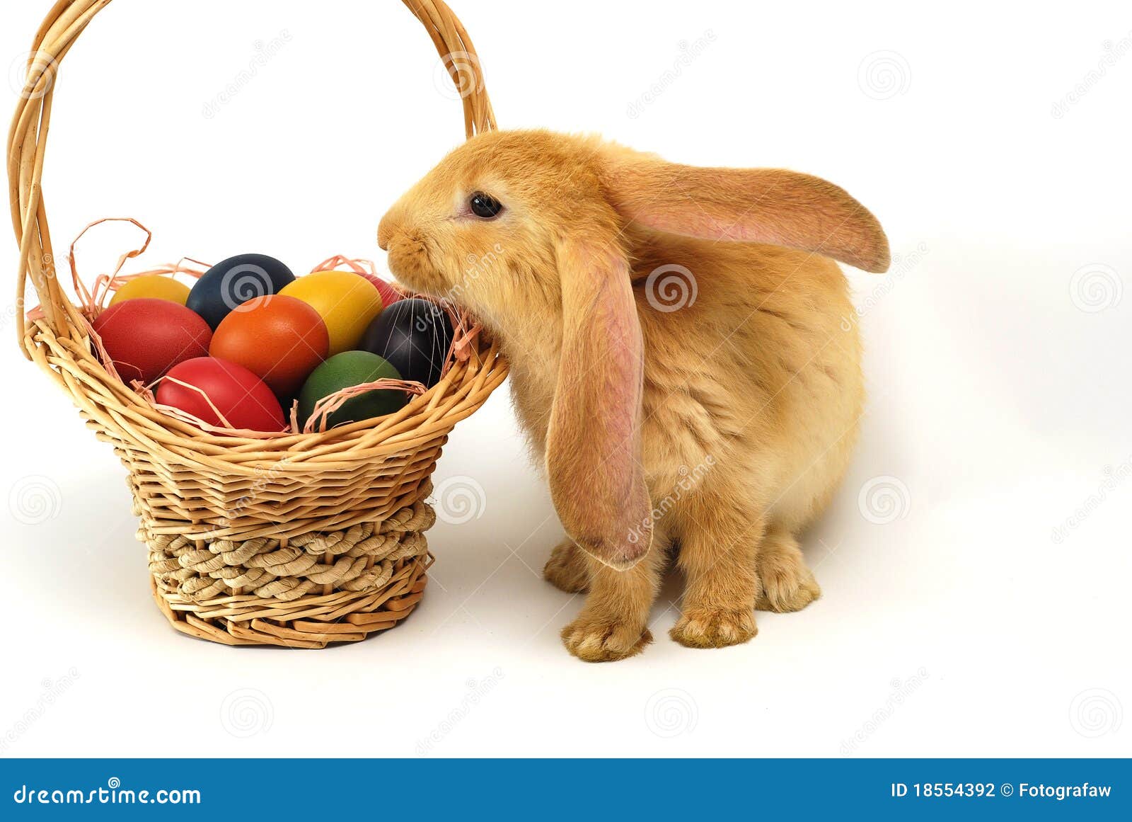 Easter rabbit stock photo. Image of animals, holidays - 18554392