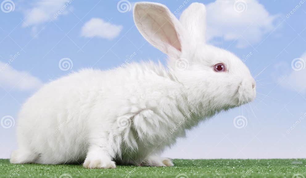 Easter rabbit stock image. Image of animal, rabbit, white - 2119763