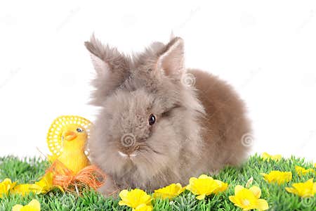 Easter Rabbit stock photo. Image of holiday, curious - 23119988