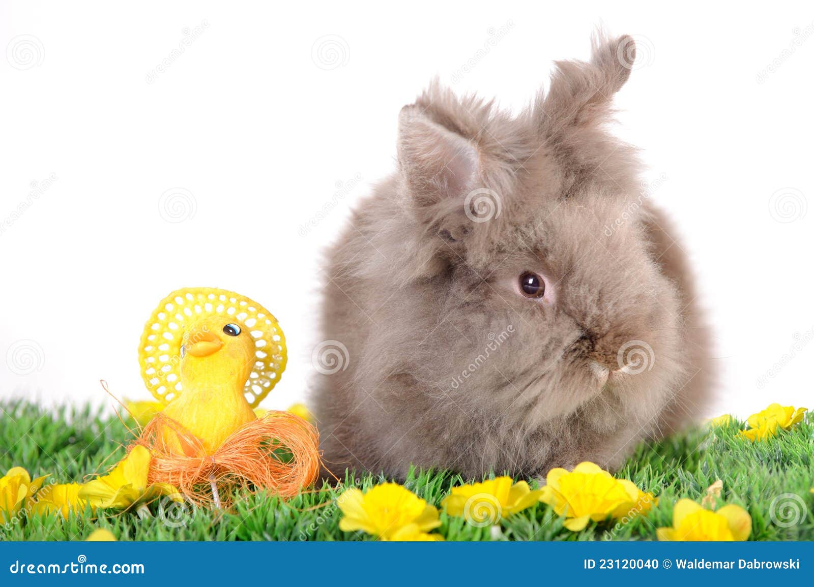 Easter Rabbit stock photo. Image of leveret, white, lovely - 23120040