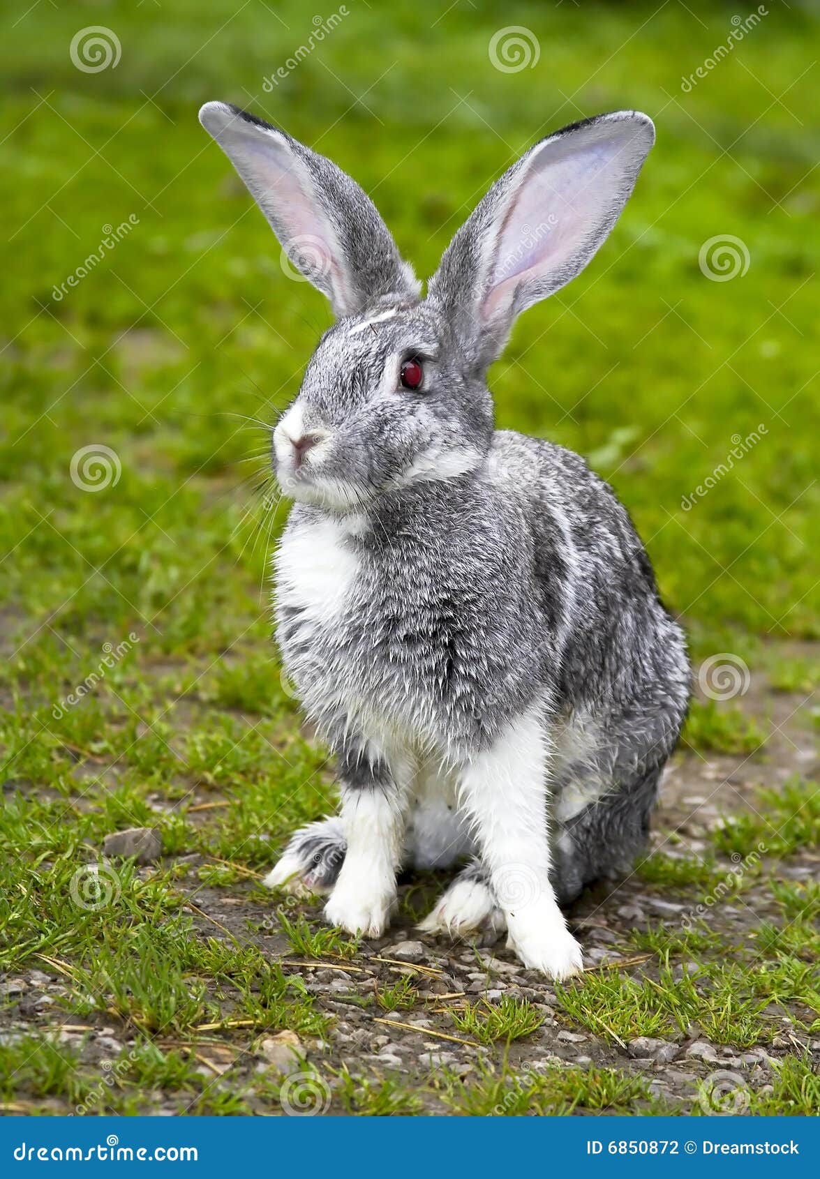 Easter Rabbit stock photo. Image of cute, happy, isolated - 6850872